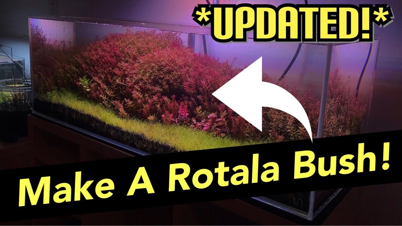 How To Trim Stem Plants *The BEST Tips and Tricks To Make A Rotala Bush ...