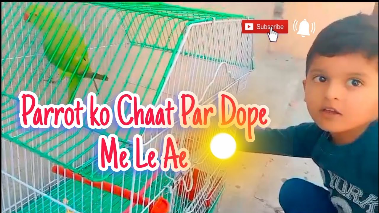 Parrot 🦜 Ko Chaat Par Dope Me Lekar A Ge He. Buhat Thand Ho Gae He ...