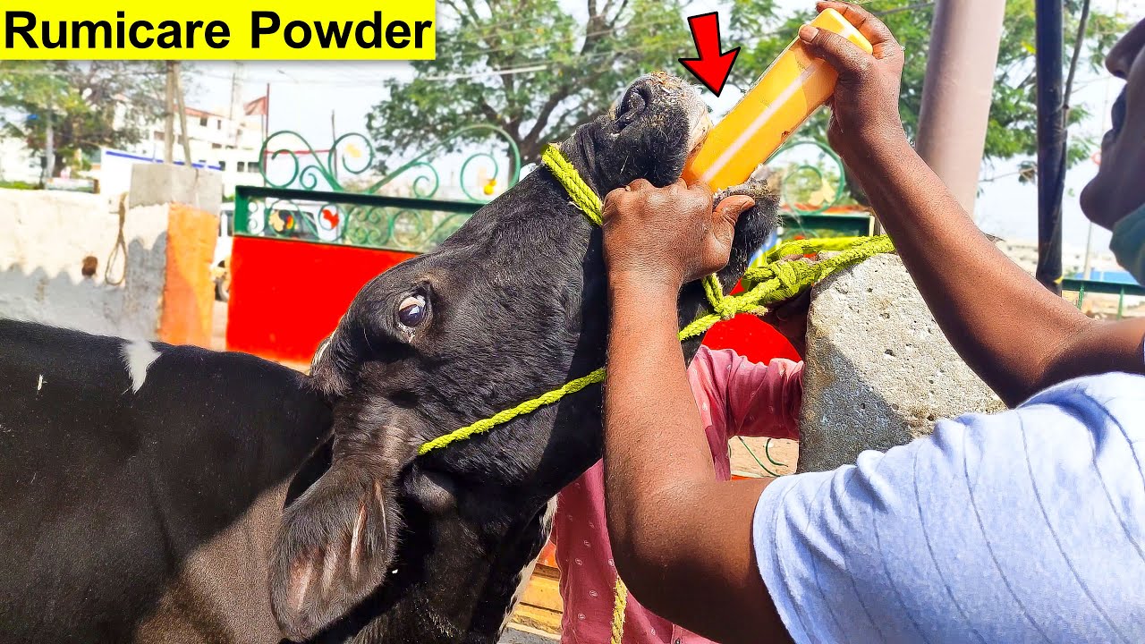 Cow Video | Rumicare Powder | Treatment For Stomach Bloat & Digestive ...
