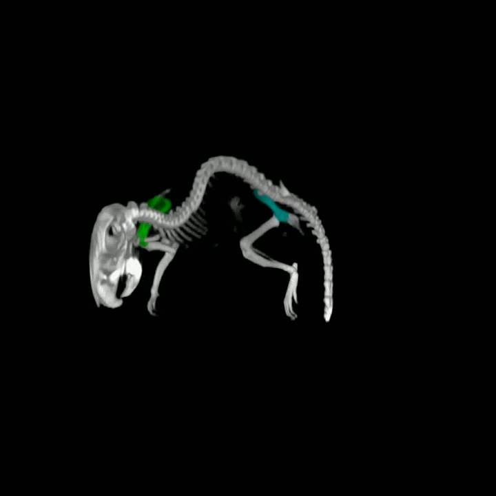 Skelet muis - YouTube