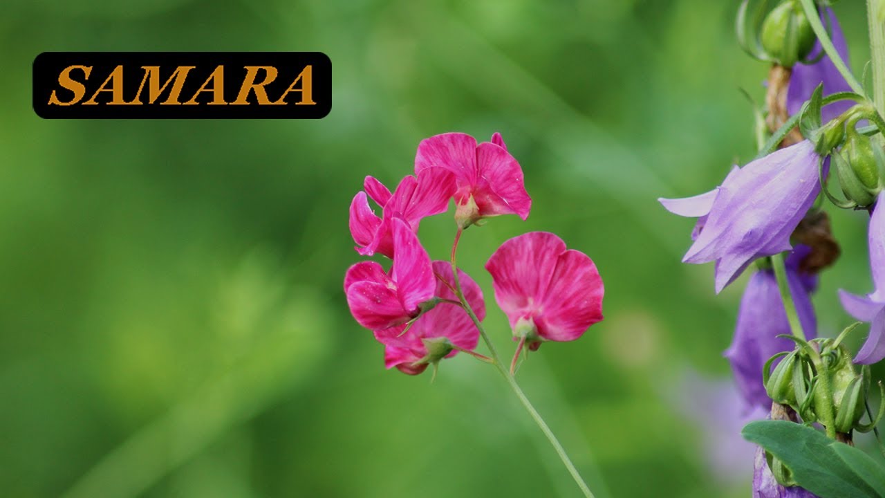 Botanical Garden. Samara. June 2023. Ботанический сад. Самара. Июнь ...