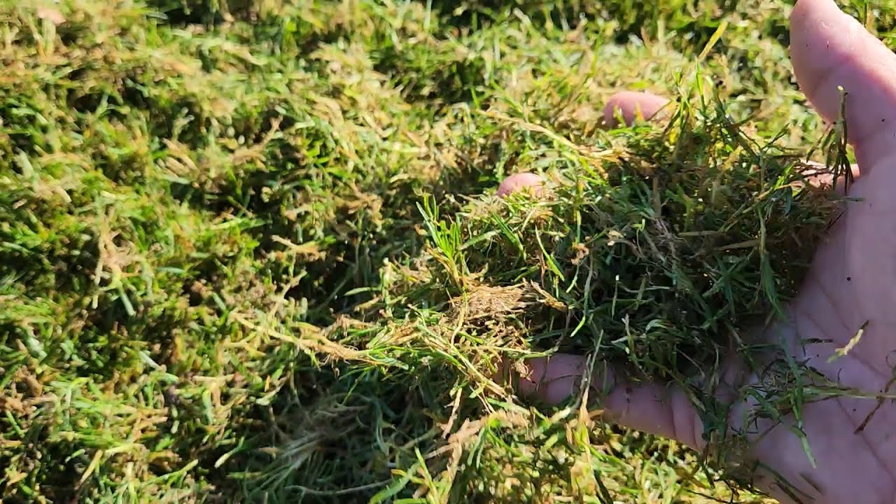 Fall Scarify of the Backyard Golf Course - YouTube