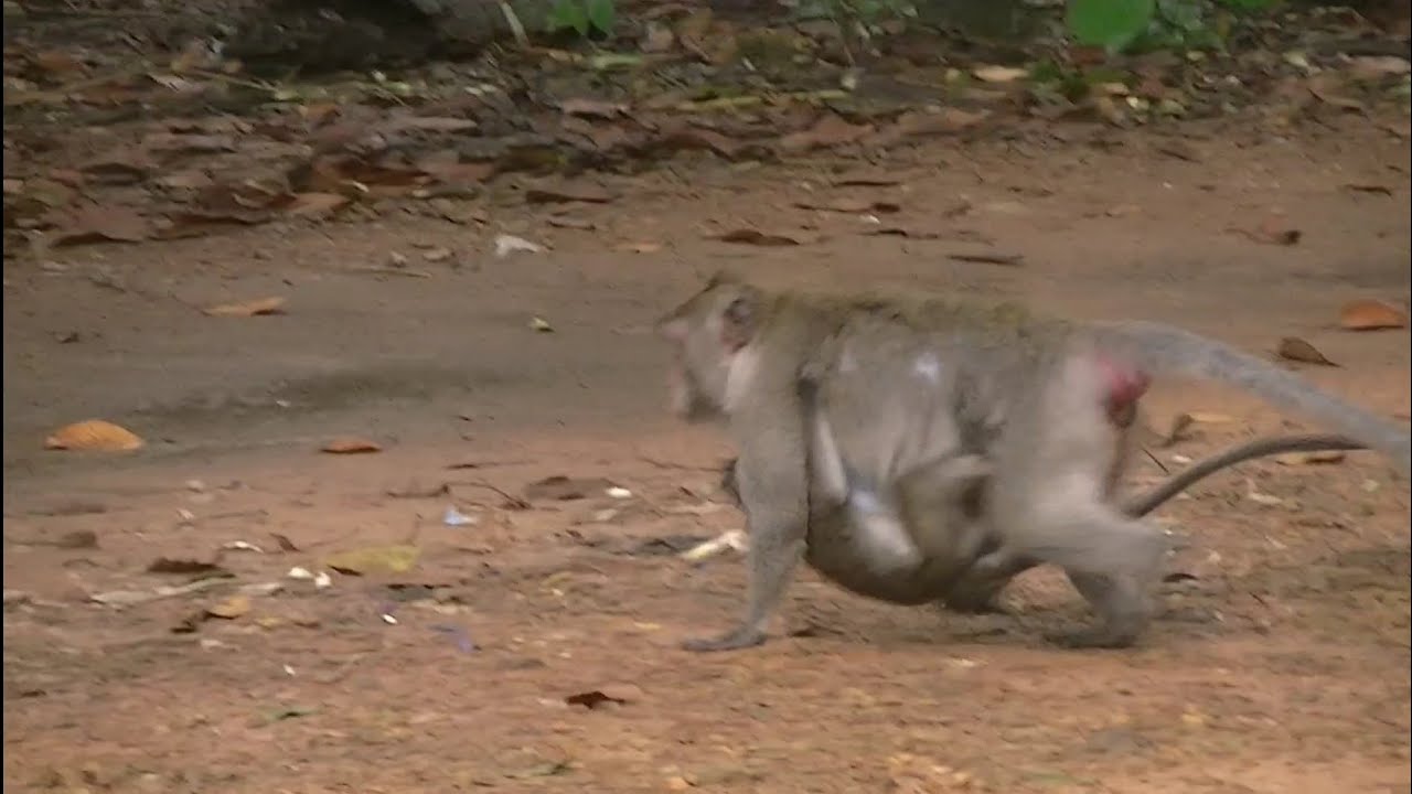 monkey with baby monkey. Monkey-Bird-Animal part 17 - YouTube