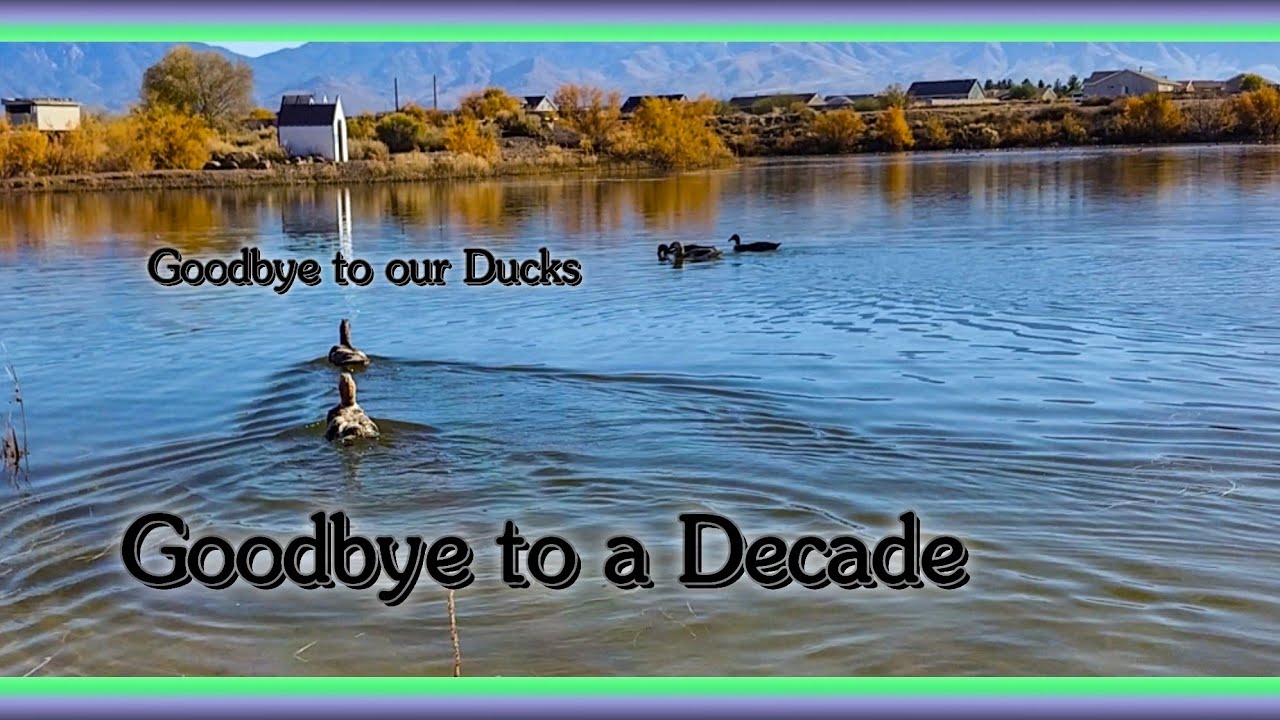 Goodbye to a decade, goodbye to our ducks, | Weekly blog season 2 ep 1 - YouTube