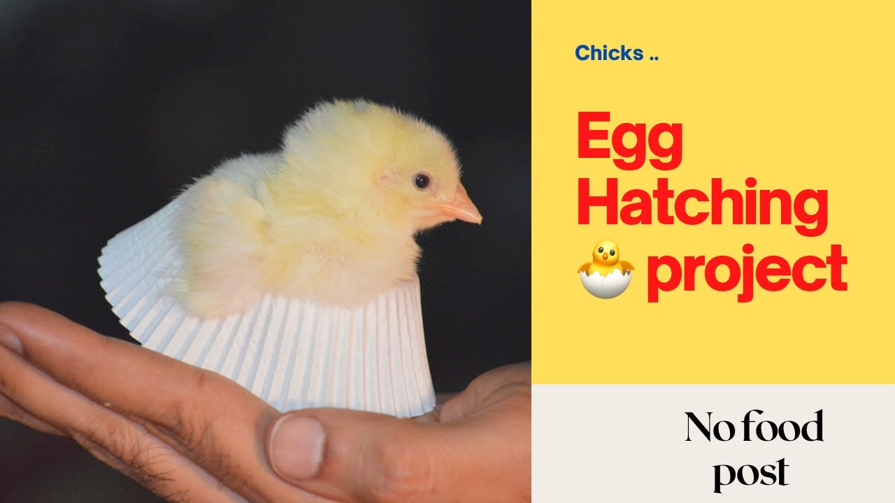 Egg hatching 🐣 In incubator | Chick Project - YouTube