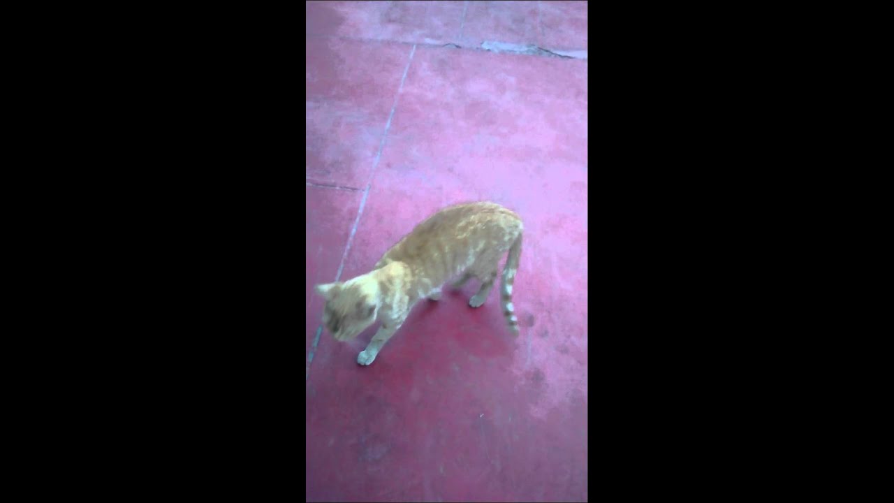 Gato confiado - YouTube