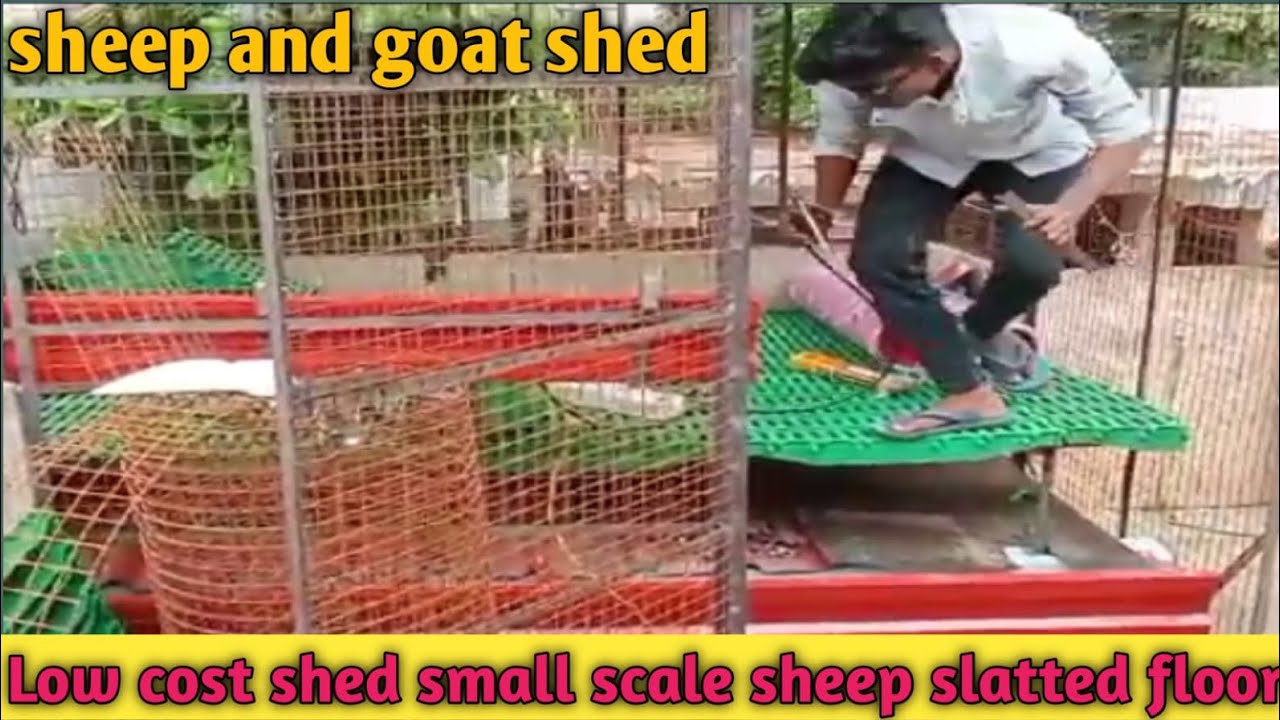 Low cost shed for Goat sheep farming with palstic slatted floor | setup ...