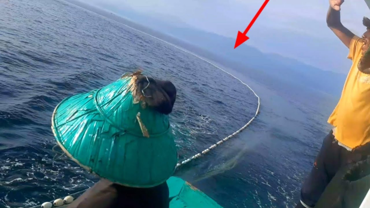 Mengejutkan Nelayan Aceh terlihat kawanan ikan pilok terbanyak masuk ke ...