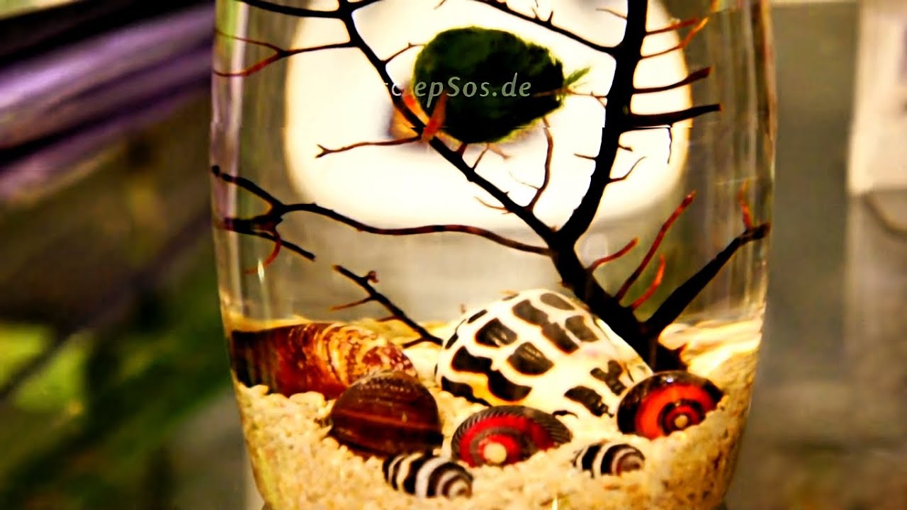 Aquarium Bottles with Micro Shrimp. - YouTube