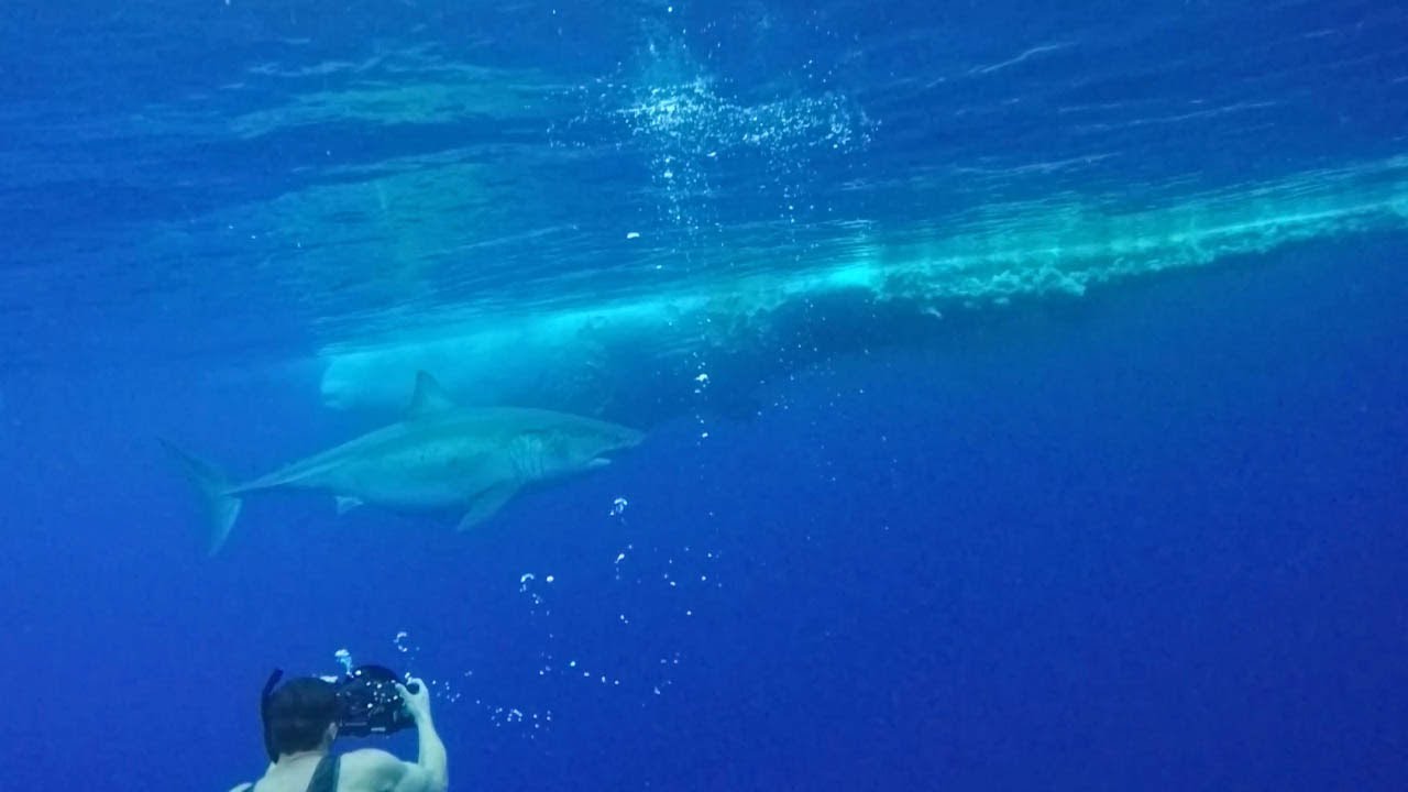 Great White Shark Feast On Whale Carcass - YouTube