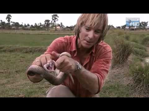 Austin Stevens - Die fliegenden Schlangen von Vietnam (4/5) - YouTube