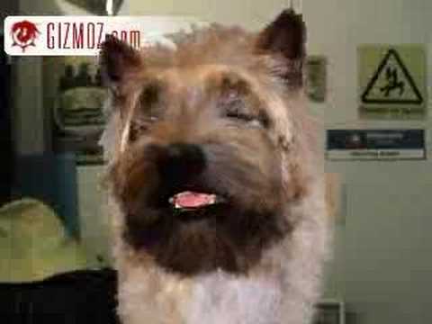Beatboxing Dog! - YouTube