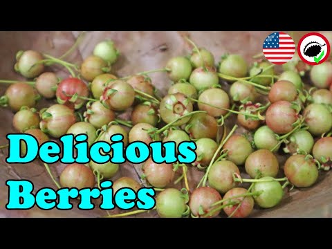 CHILEAN GUAVA - These should be at supermarkets! - Weird Fruit Explorer Ep 348