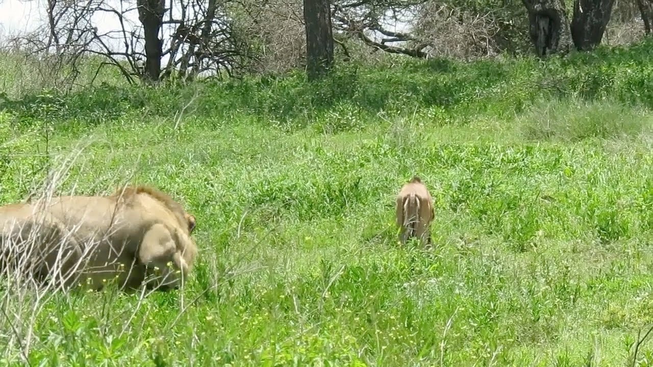 Male lion sneaks up on a wildebeest calf - YouTube
