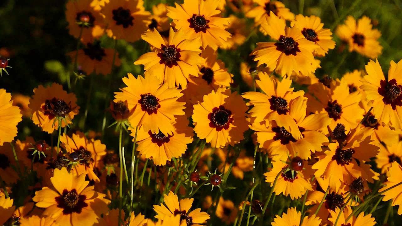 Field of Flowers - Hampton, FL - April 2016 - YouTube