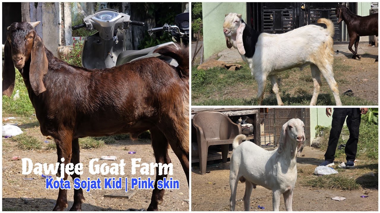Kota sojat quality kid at Dawjee Goat Farm | Variyav | Surat - YouTube