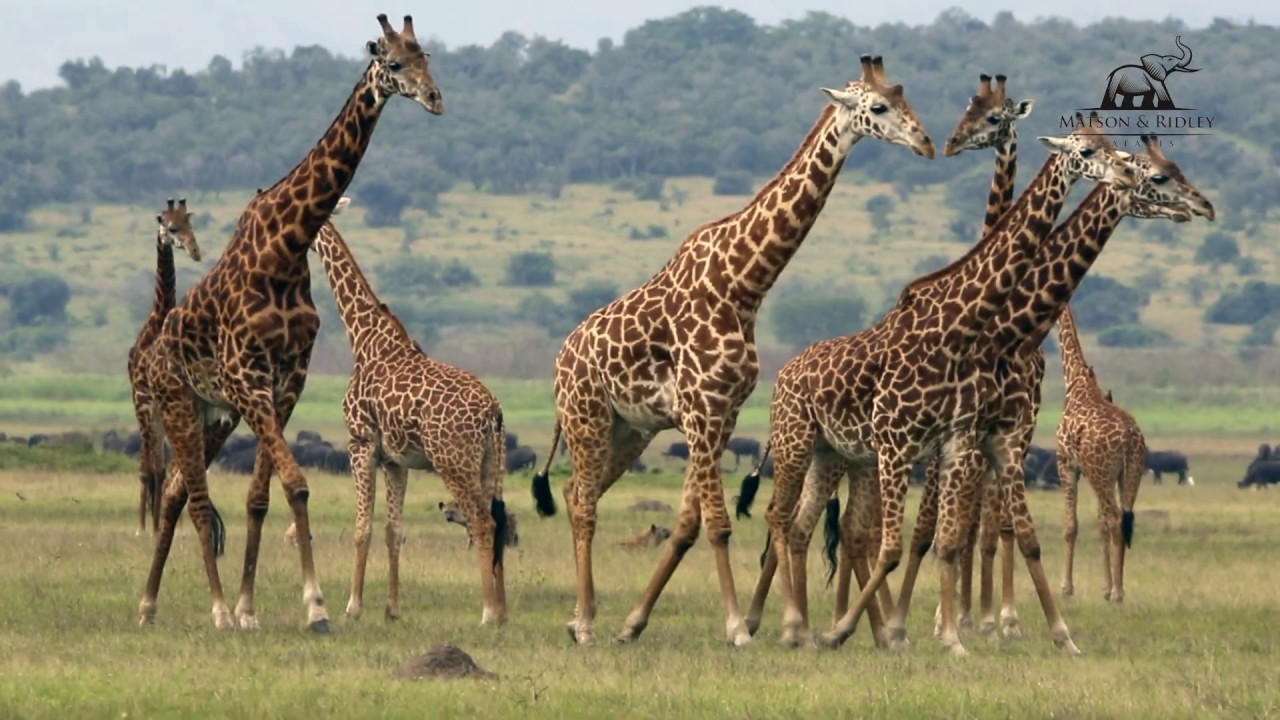 Akagera Elephant Project, Rwanda - YouTube