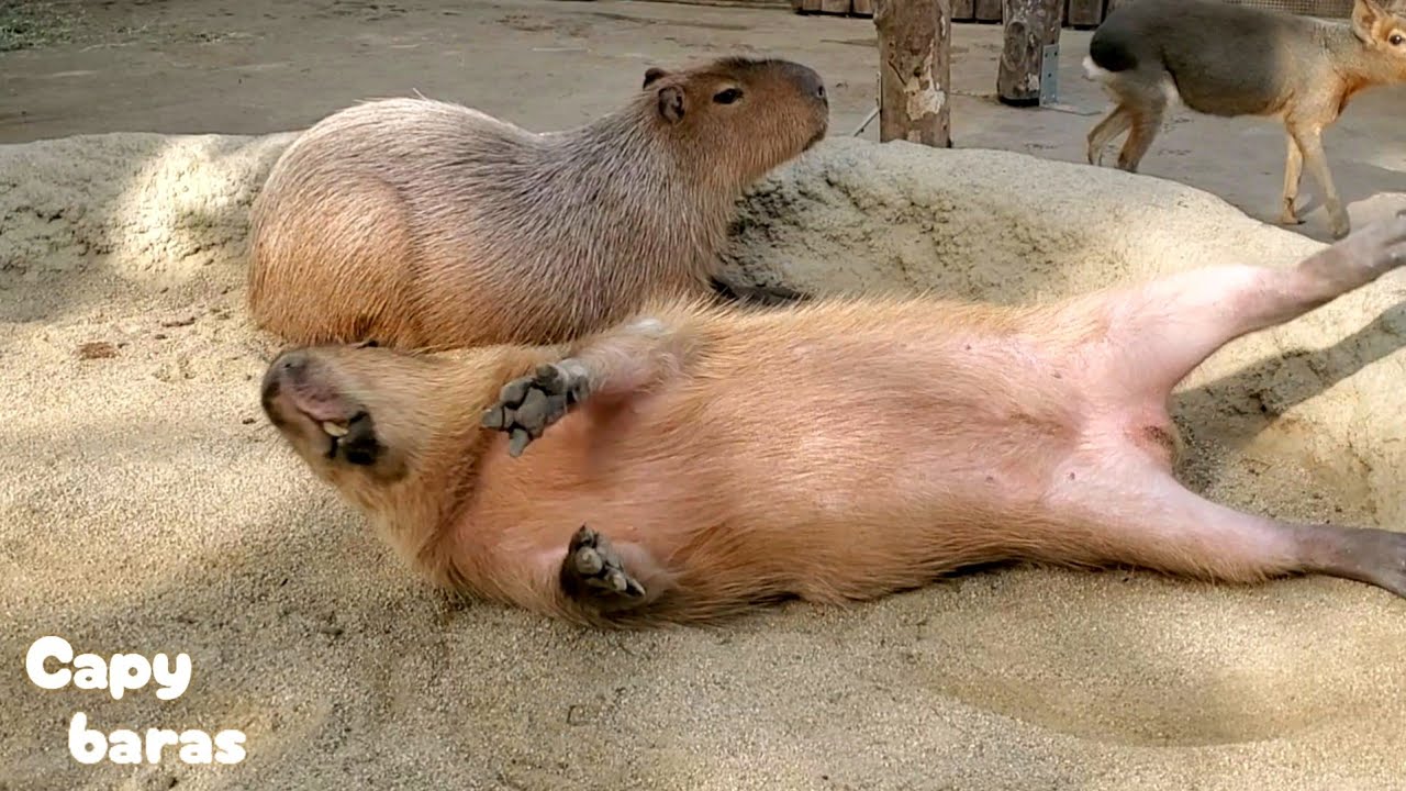 仲間と転がるタイミングが合っちゃったカピバラさんは かわいすぎましたw。Capybaras Rolling/神戸どうぶつ王国 - YouTube