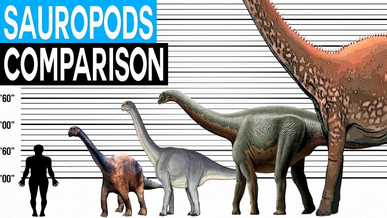 Dinosaur Size Comparison Sauropods YouTube dinosaur-size-comparison-sauropods-youtube