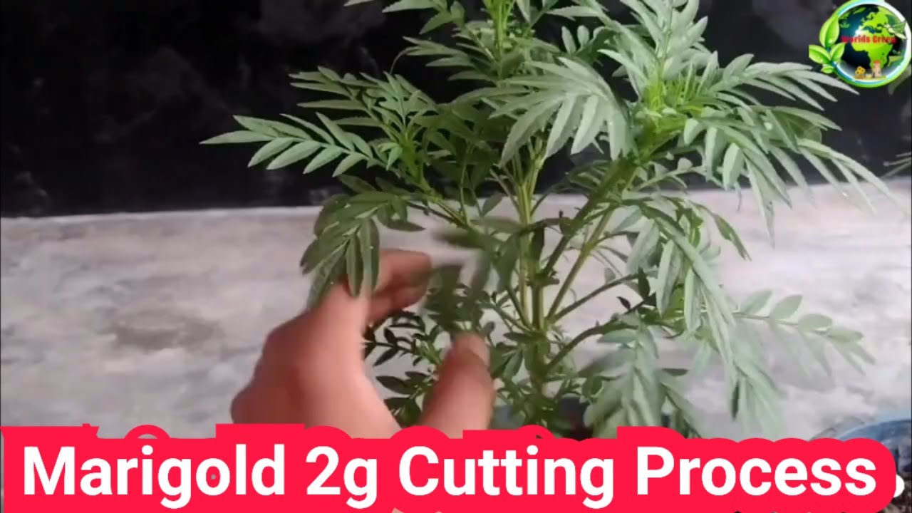 marigold flower plant 2G cutting process / गेंदा का 3G Cutting करे और ...