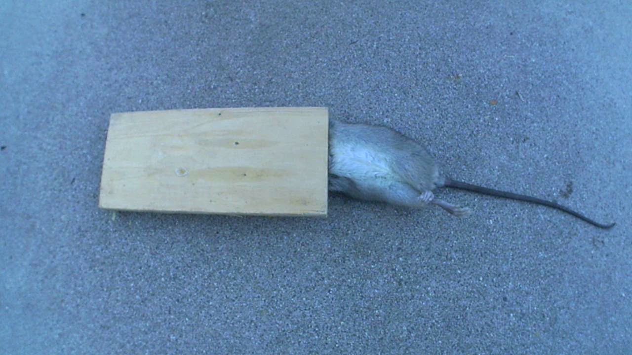 Catching a Rat - Praying for Salvation - YouTube
