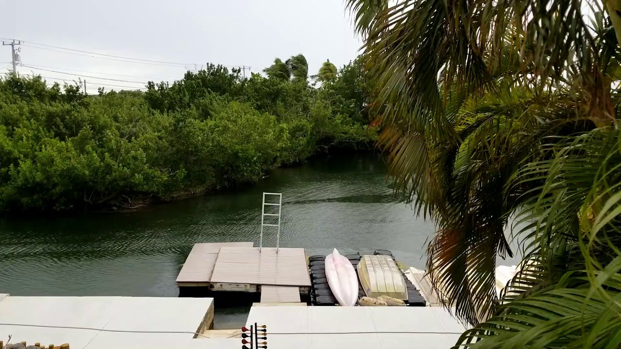 Salt Water Croc Back yard Visit Key West 11 20 2020 - YouTube