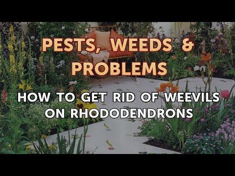 How to Get Rid of Weevils on Rhododendrons - YouTube