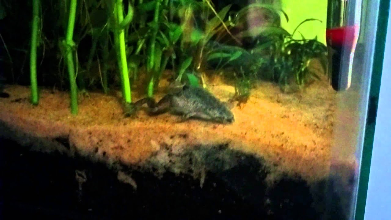 African Dwarf Frog and Amano Shrimp - YouTube