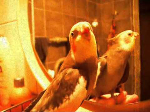 Cockatiel talking, dancing and singing. - YouTube