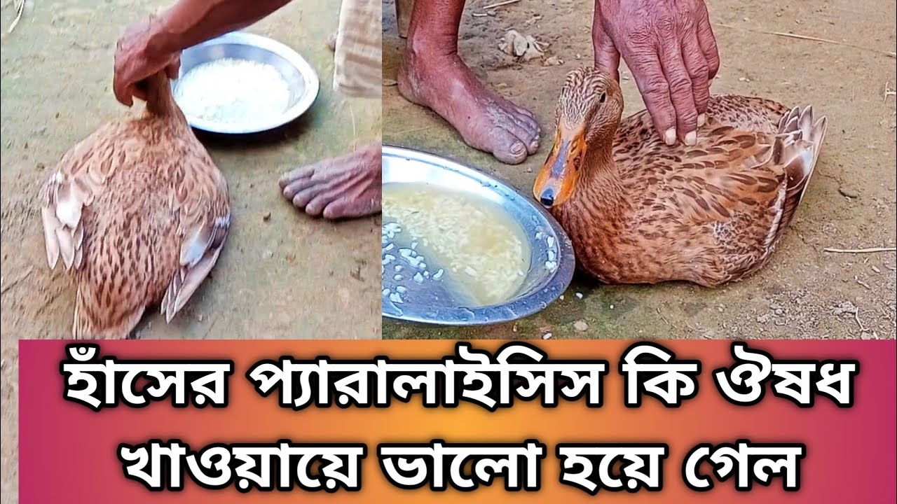 কি কি খাওয়ায়ে হাঁসের প্যারালাইসিস ও পা বাকা ভালো হইল , হাঁস পালন ...