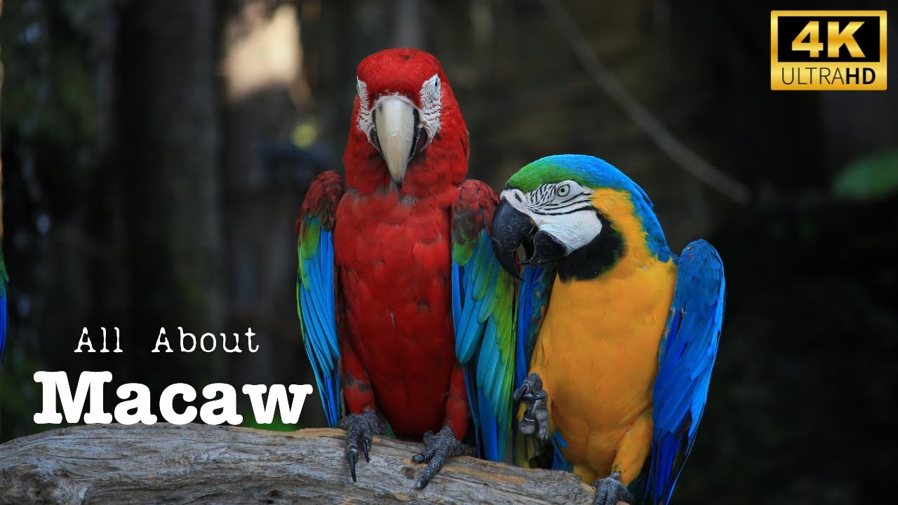 Macaw. All About Them. #thehowtoacademy #birdwatching #birddocumentary ...
