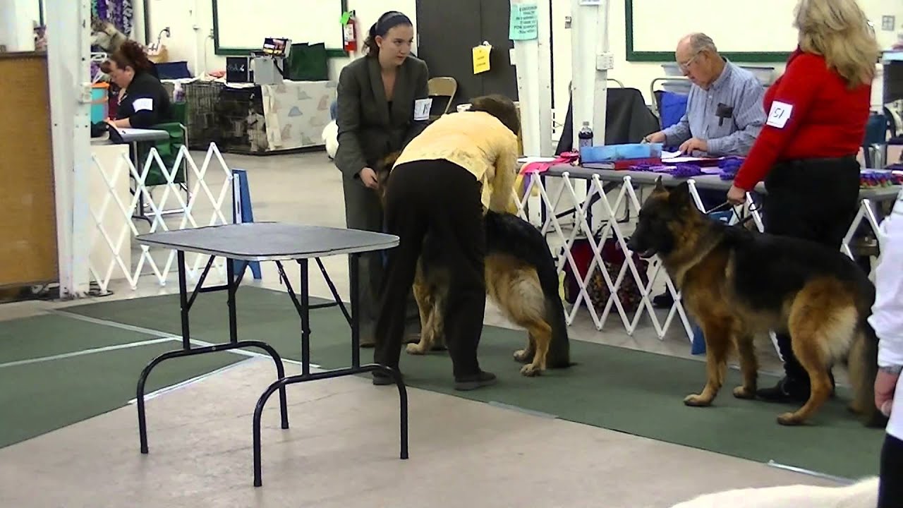 Champion Class UKC Conformation YouTube champion-class-ukc-conformation-youtube