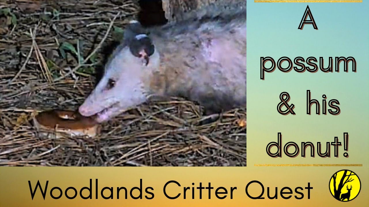 An opossum & his donuts! - YouTube