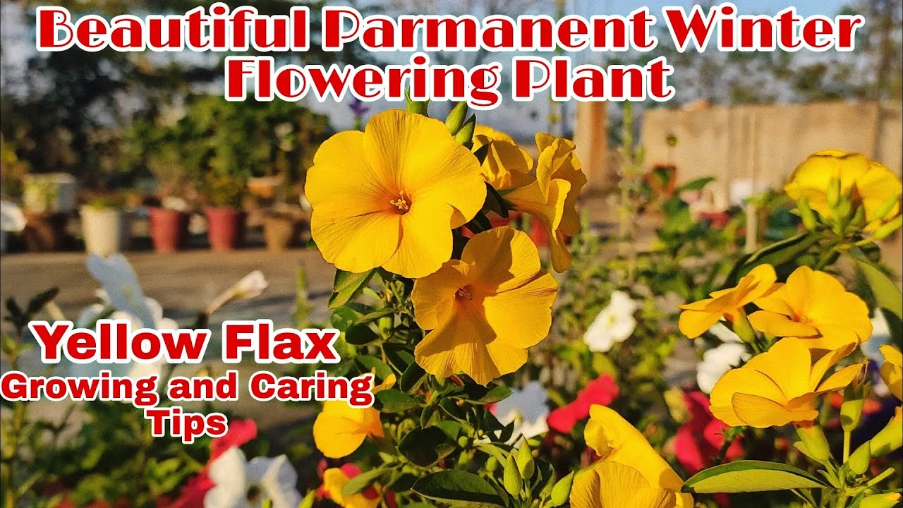 How To Grow And Care Yellow Flax/Reinwardtia Indica/Basanti Flower ...