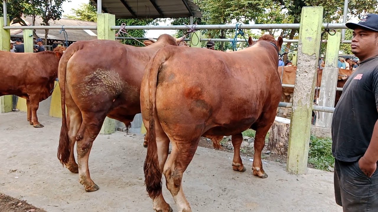 Harga sapi Jumbo‼️Selasa kliwon 15 Oktober 2024 || Pasar sapi ...