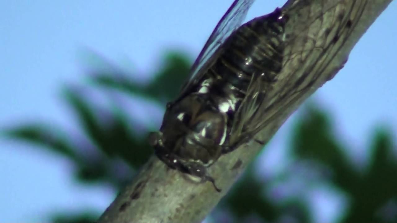 loud cicada - YouTube