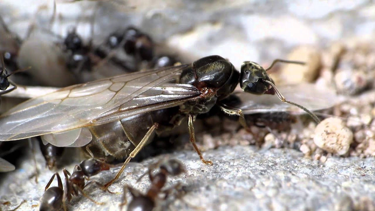 Lasius niger: Alates at nest entrance/Geschlechtstiere am Nesteingang ...