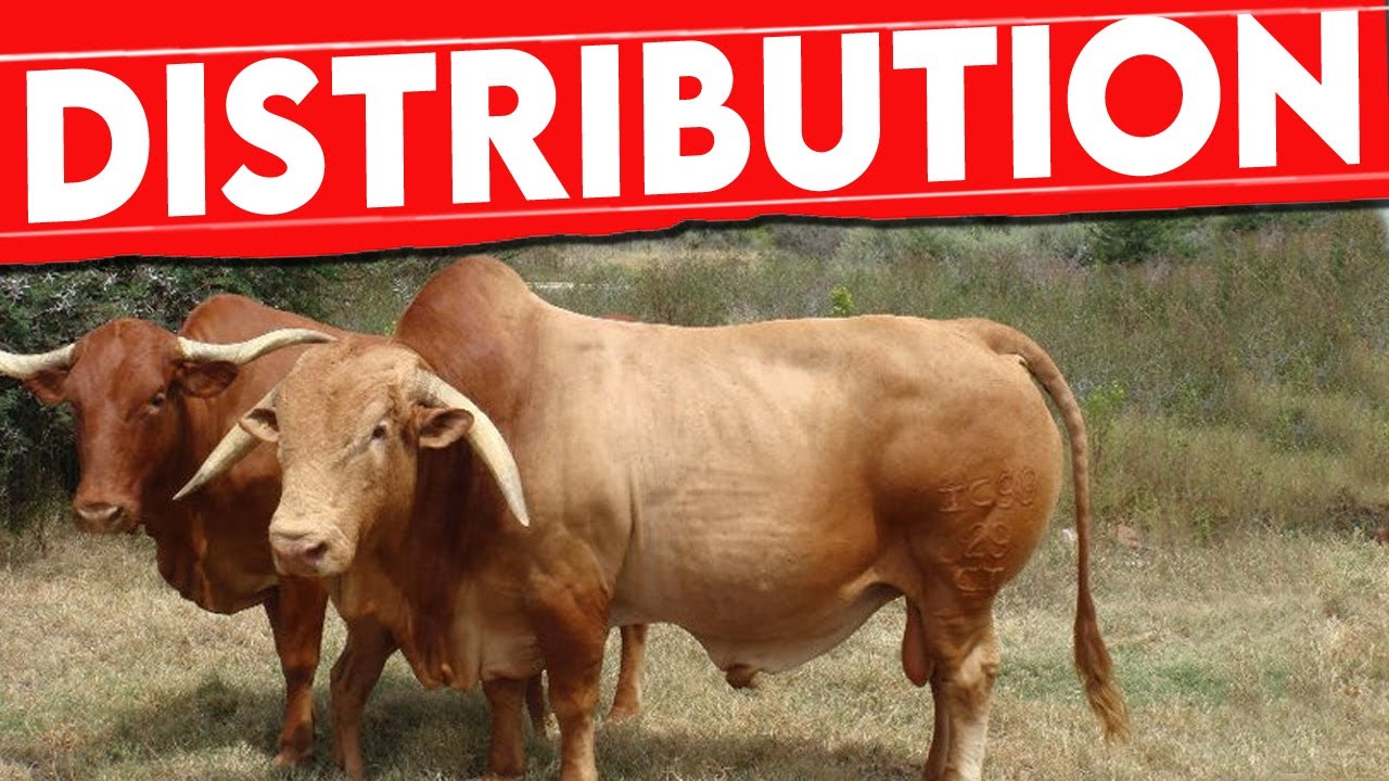⭕ AFRICANDER Cattle Breed Statistics And Distribuion Every Breed In The ...