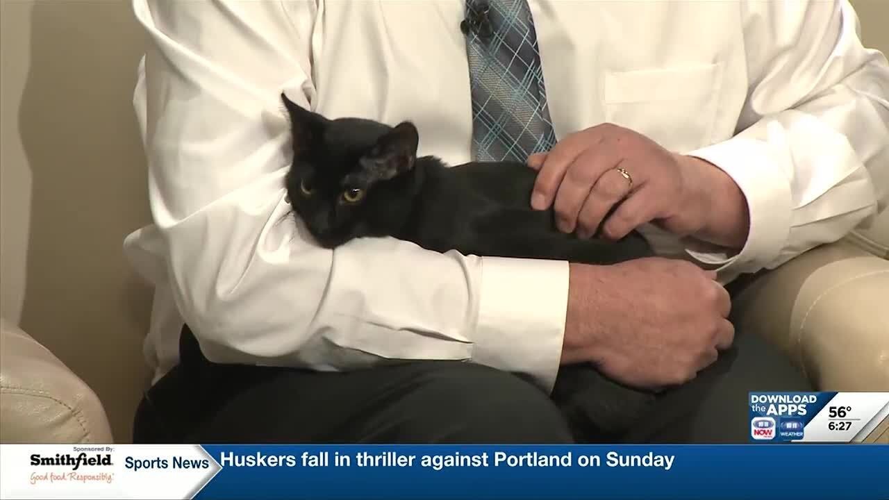 Capital Humane Society stops by with Frank the cat - YouTube