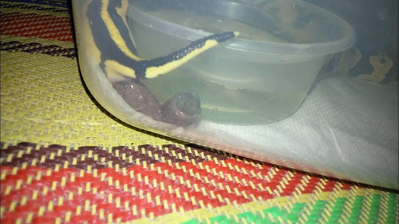 caught my ball python pooping 💩 - YouTube