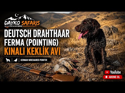 🐦 Deutsch Drahthaar Kınalı Keklik Ferması | German Wirehaired Pointer Partridge #avköpeği #birddog 