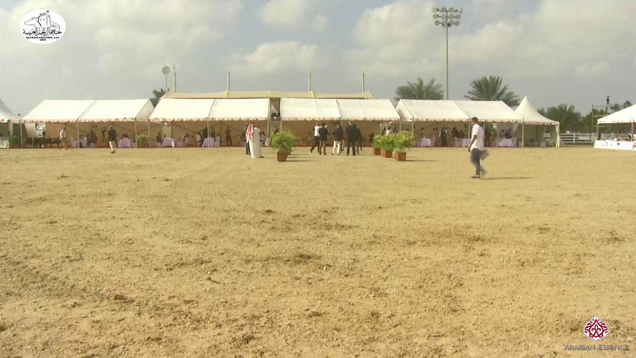 N 11 AG SAADA Bahrain National Day 2020 Yearling Fillies Class 1A - YouTube