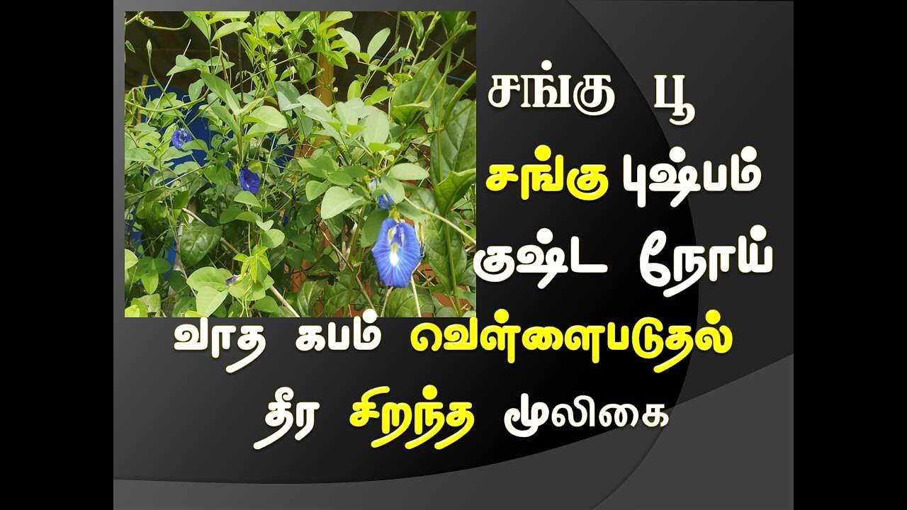சங்கு பூ || சங்கு புஷ்பம் || வெள்ளை காக்கணம்|| நீல கருப்பு காக்கட்டான் ...