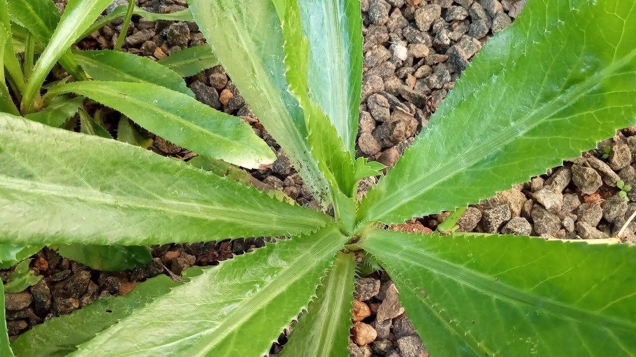 African Coriander (Mexican Coriander ) - YouTube
