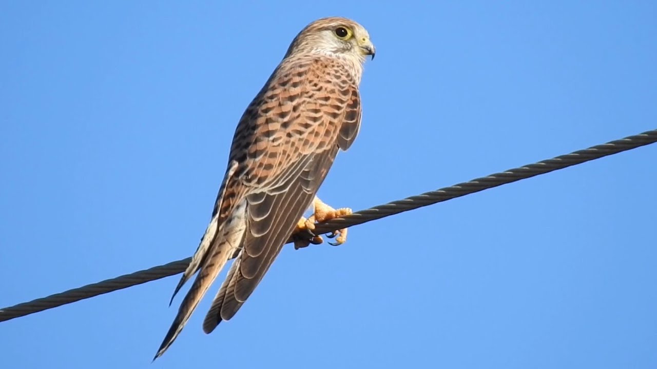 Common Kestrel Call. Tårnfalk lyd. Turmfalke Ruf. Cernicalo Vulgar ...