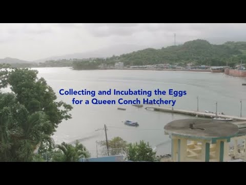 Collecting and Incubating the Eggs for a Queen Conch Hatchery - YouTube