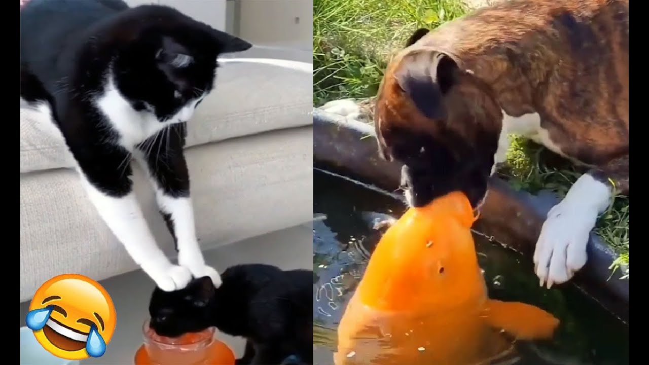 Funny Animal Videos 2022 😂 - Best Dogs And Cats Videos 😍 #13 - YouTube