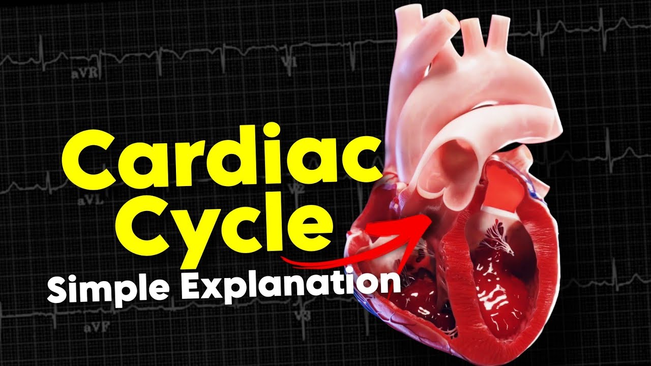 Cardiac cycle • Daily Cardiology - YouTube