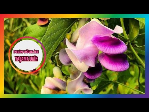 PELİN UĞUR İLE YAŞAMA DAİR (32. BÖLÜM) - KONUK : BELMA ATEŞ / MODA TASARIMCISI