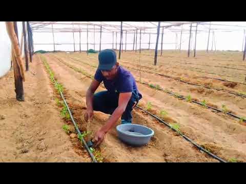 Basal fertiliser application - YouTube